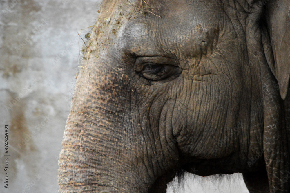 elephant in the zoo. wild animals in captivity. open cells Stock Photo ...