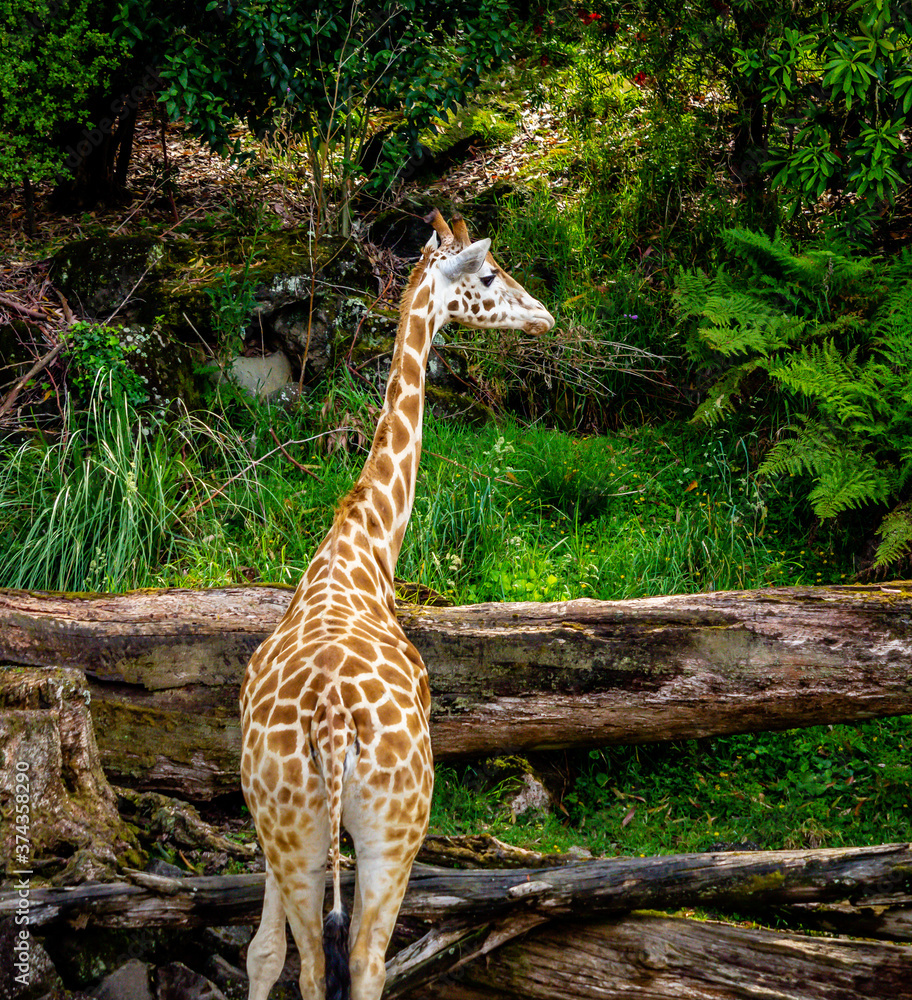 Giraffe grabs a quick snack from a tree. Auckland Zoo, Auckland, New ...