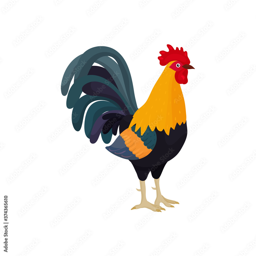 Vector illustration of a rooster in cartoon style with blue feathers in ...