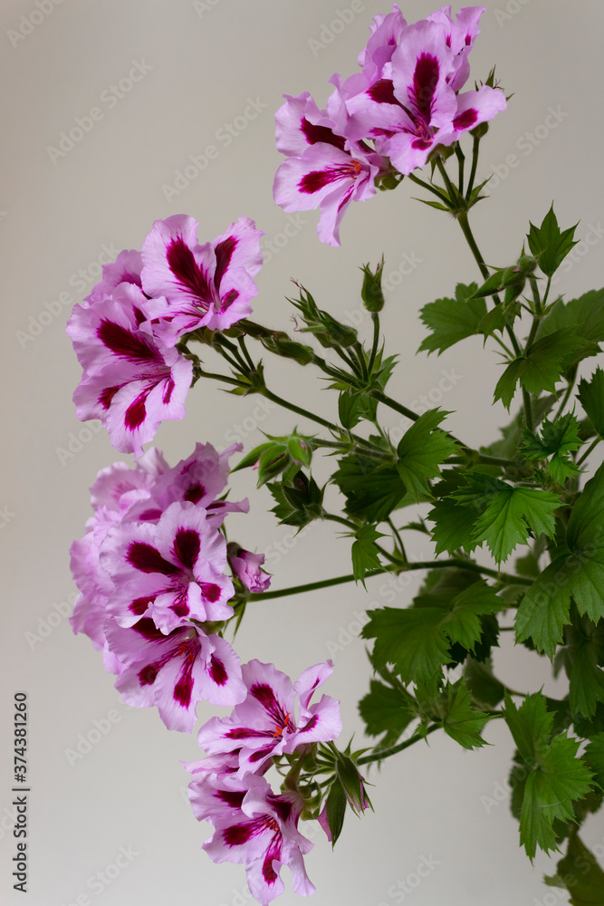 Branches of Royal Pelargonium Archie Pope with lilac flowers on a light ...