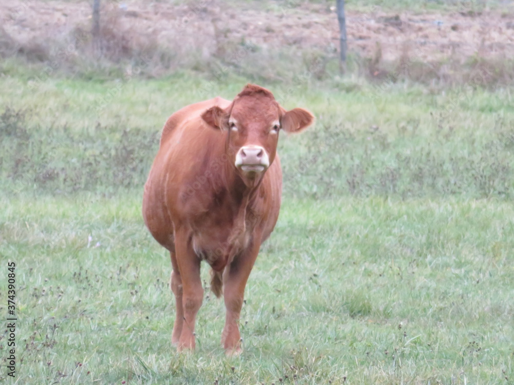Beautiful picture of cow of great beauty and size Stock Photo | Adobe Stock
