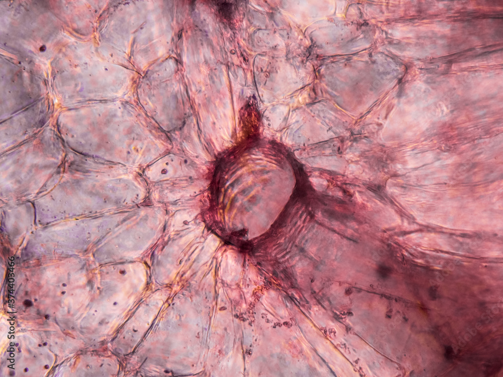 Foto de Microscopic view of stained carrot root cells. Cross section ...