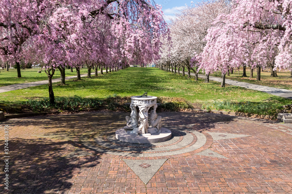 Sundial and Beautiful Pink Cherry Blossoms Landscape with Trees in Full ...