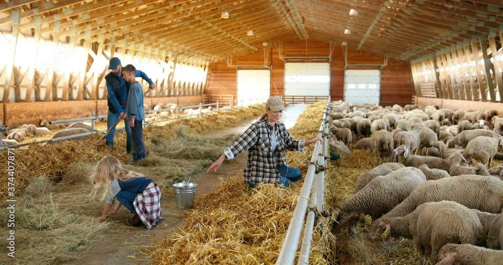 Video „Caucasian parents farmers cleaning hay in barn with sheep flock ...