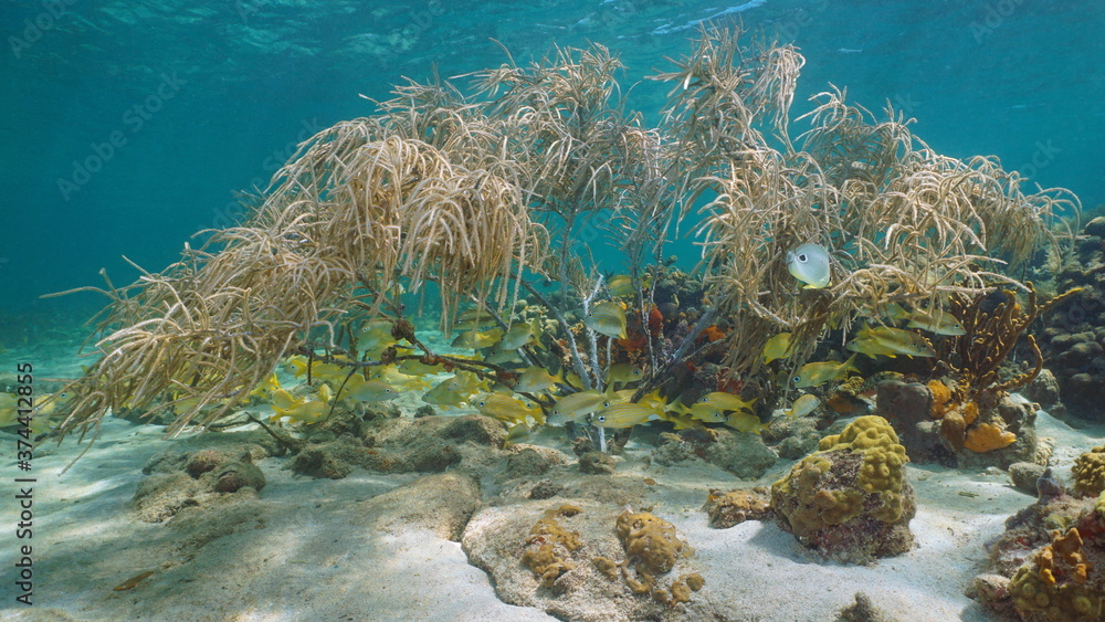 Underwater Caribbean sea, shoal of tropical fish below sea plume soft ...