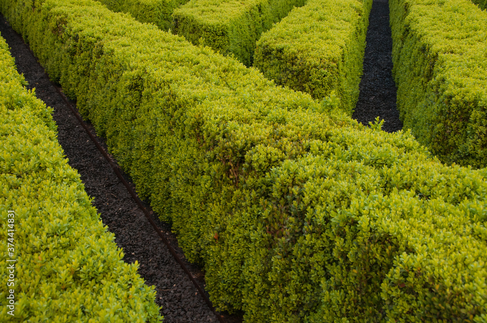 Fotka „ Líneas de hermosos setos verdes, parte de un laberinto de ...