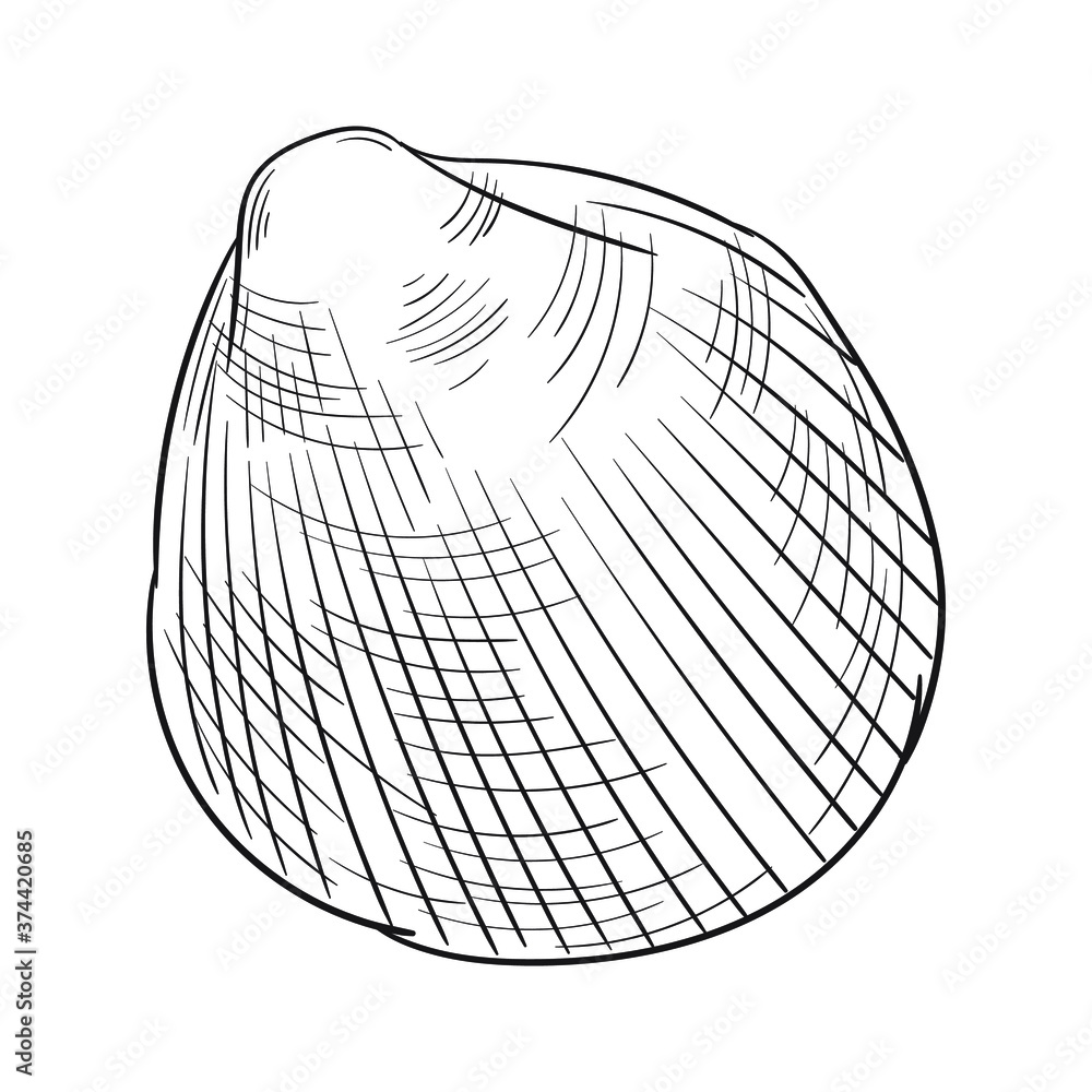 Hand drawn vector of shell isolated on white background for coloring ...