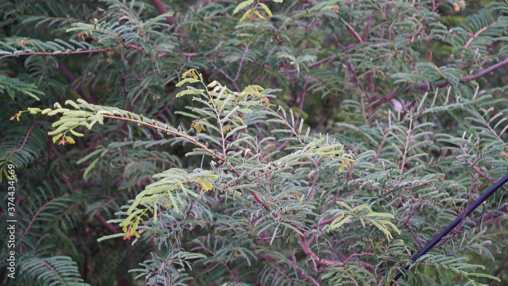 Tamarind, or (Tamarindus indica), evergreen tree of the pea family ...