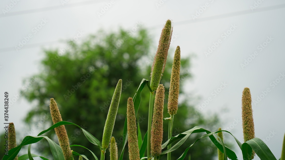 Growing millet plants in a Indian farmland. Green new budding plant ...