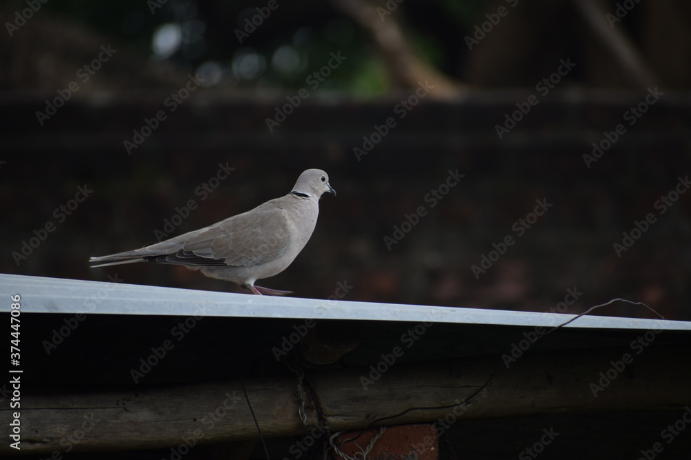 Foto de Eurasian collared dove (streptopelia decaocto) native to Europe ...