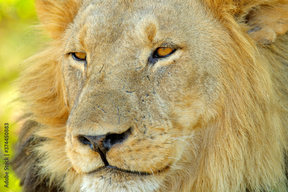 Lion with open muzzle with tooth. Portrait of pair of African lions ...