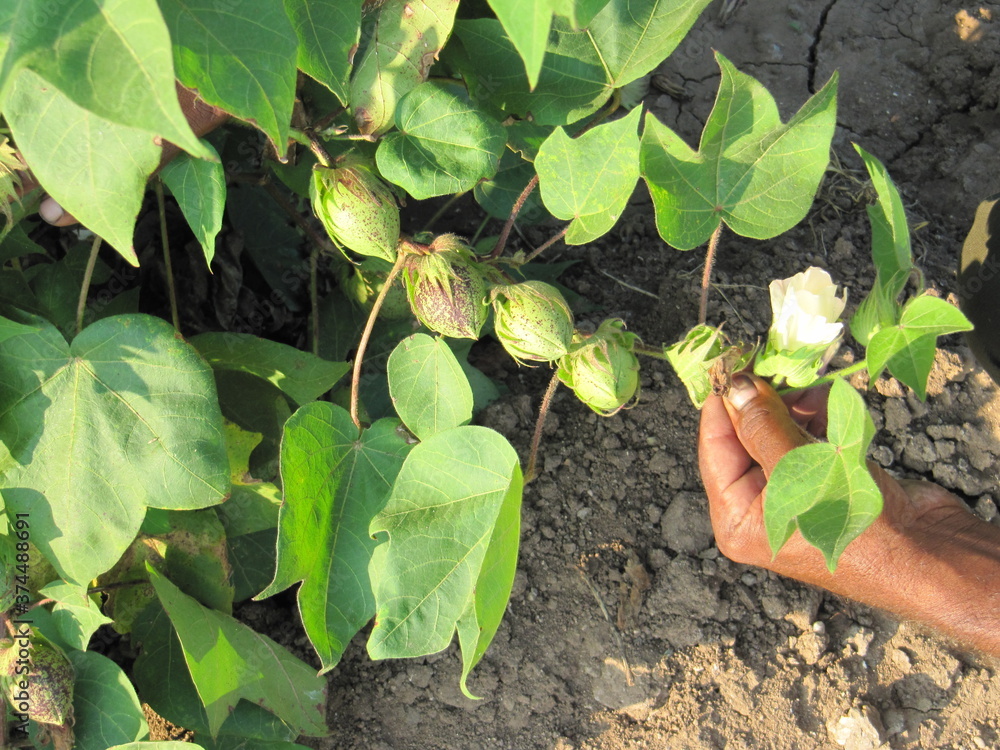 Green cotton field in India with flowers, Close-up of a ready for ...