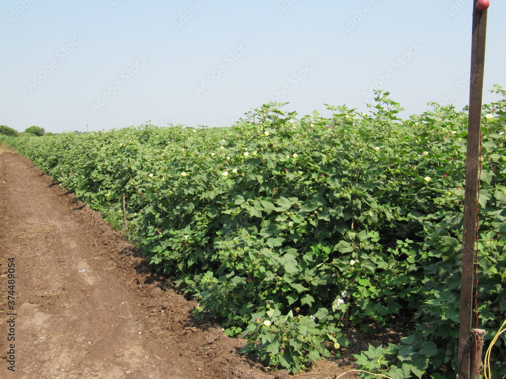 Green cotton field in India with flowers, Close-up of a ready for ...