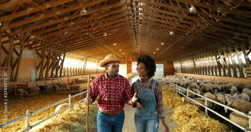 Two African American male and female young shepherds walking with ...