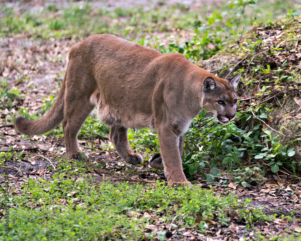 Panther stock photo. Panther close-up profile view walking towards you ...