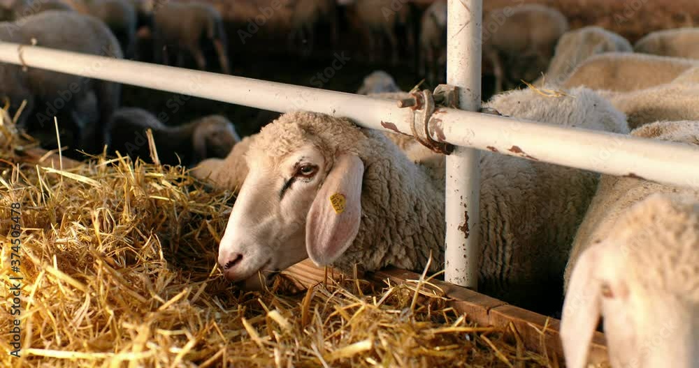 Sheep eating hay in shed. Domestic animals feeding at stable. Cattle ...