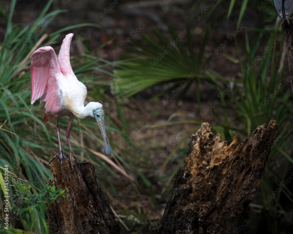 Roseate Spoonbill Stock Photos. Roseate Spoonbill close-up profile view ...