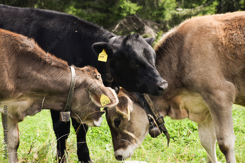 foto di tre mucche in una malga in trentino Stock Photo | Adobe Stock