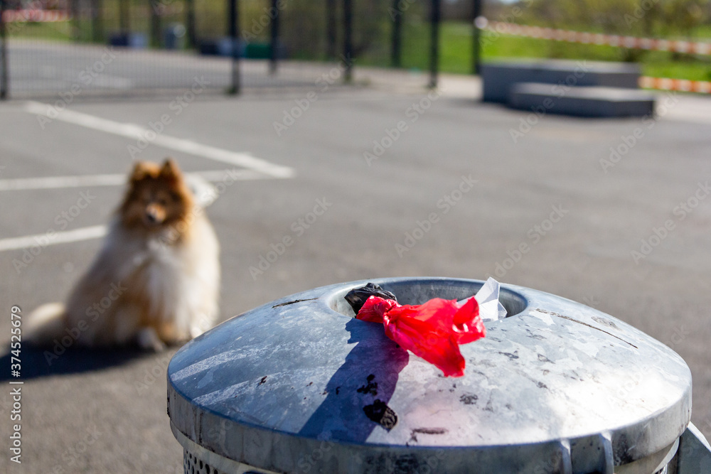 dog sits behind a trash can full of dog droppings Stock Photo | Adobe Stock