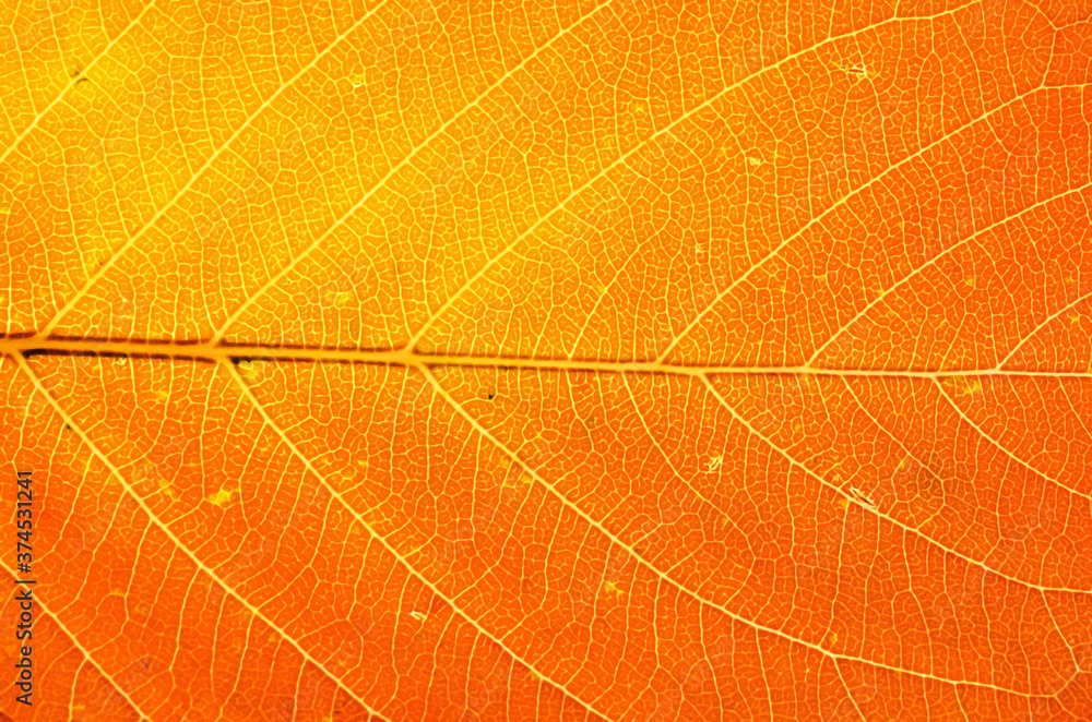 Single golden orange color autumn leaf backlit under the sunny sky ...