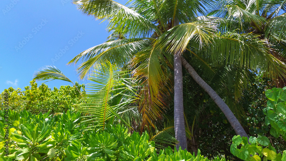 Foto de Tropical picture. Coco palm trees in a beautiful paradise ...