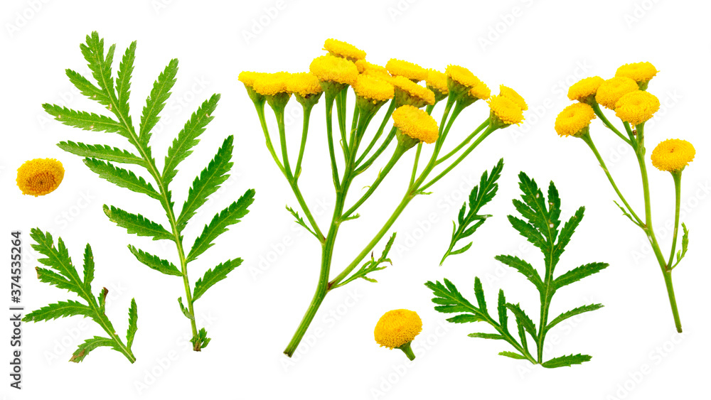 Tansy (Tanacetum vulgare, Common Tansy) - medicinal herb flower. Top ...