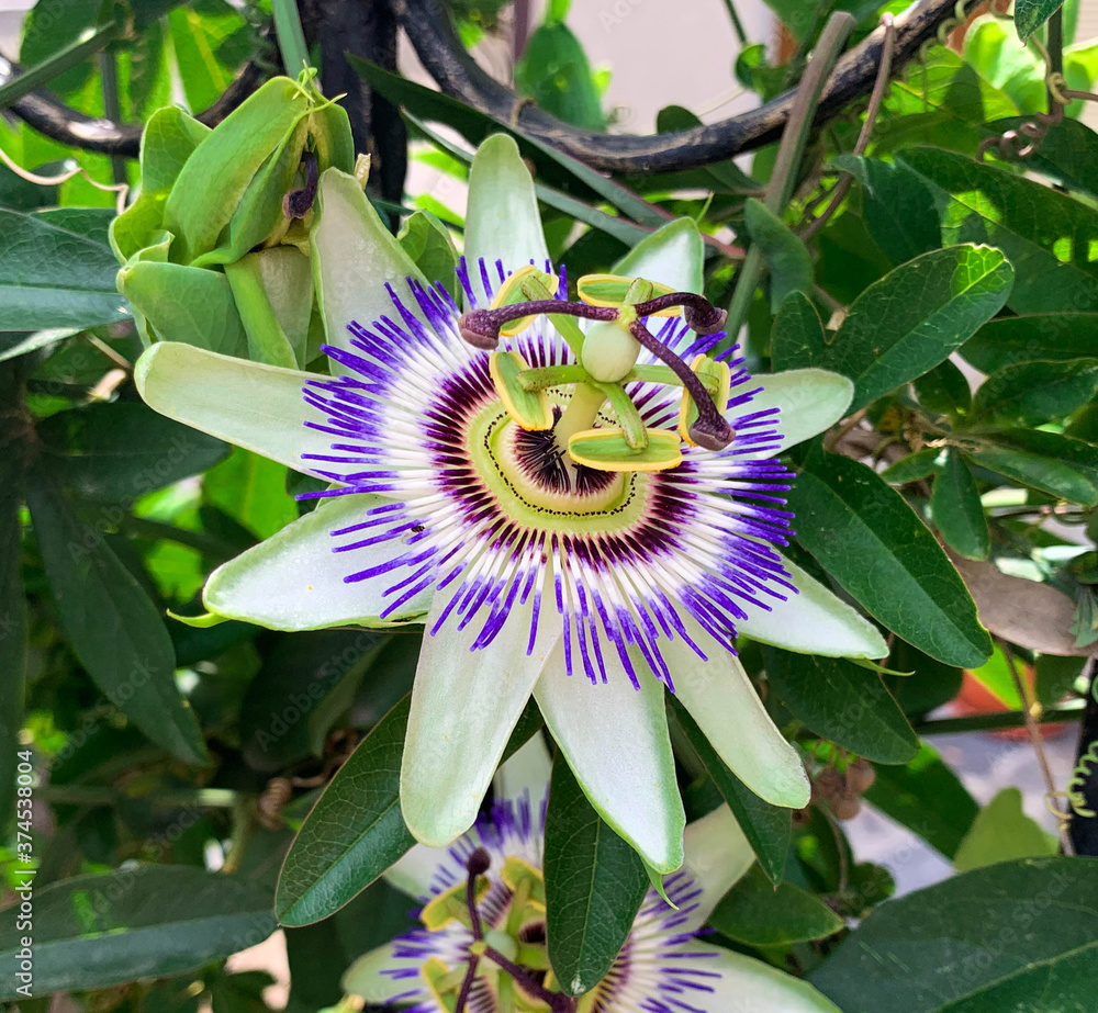 Close up view of blue passion flower in a garden, known as Passiflora ...