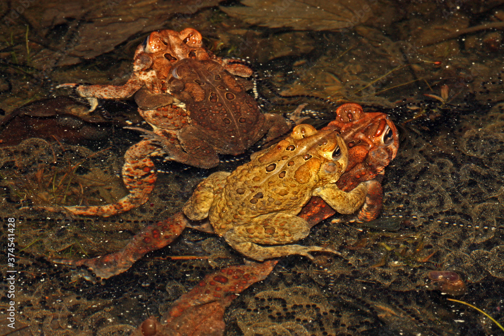 Two pairs of mating American Toads (Anaxyrus americanus) floating in a ...