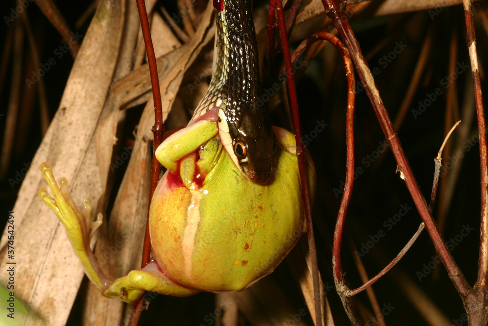Foto de Ribbon Snake (Thamnophis sauritus) attacking and eating a green ...
