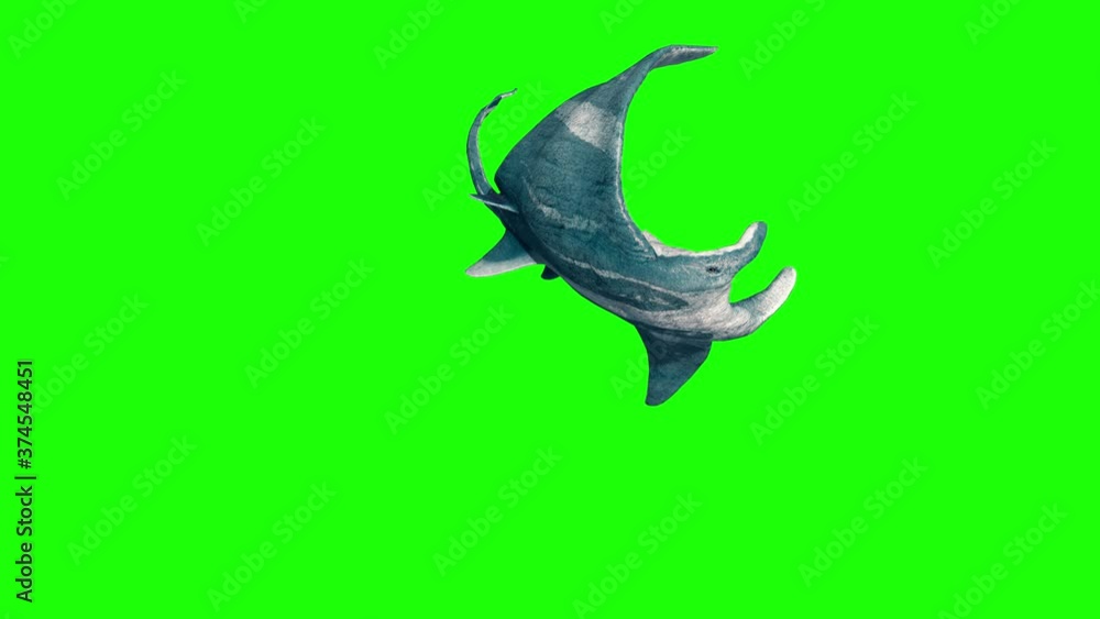 Manta Ray Swim and Die Green Screen 3D Rendering Animation 4K vídeo de ...