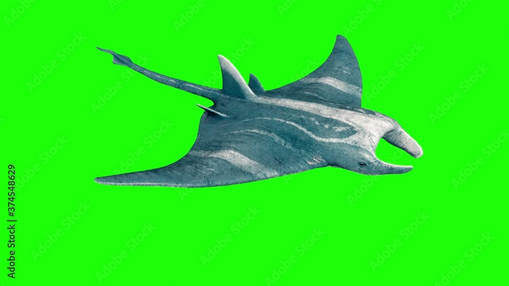 Manta Ray Swim Loop Green Screen 3D Rendering Animation 4K vídeo de ...
