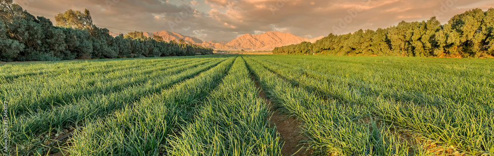 Agricultural field with ripe green onions. Advanced agriculture ...