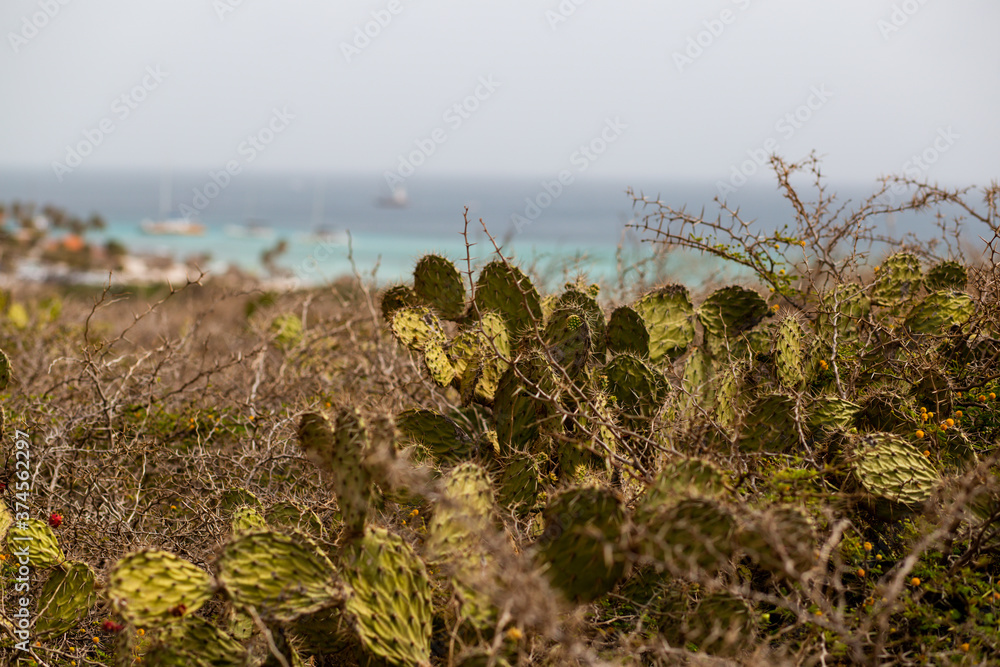 touring aruba in the caribbean natural pool and desert. exploring the ...