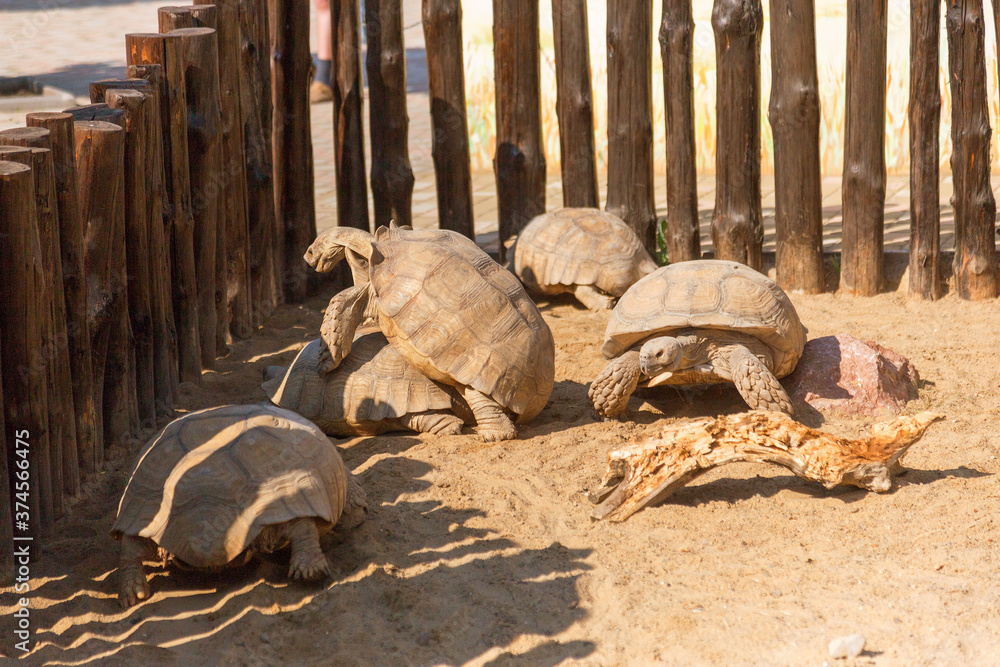 Mating giant gray turtles. Very large turtle with powerful columnar ...