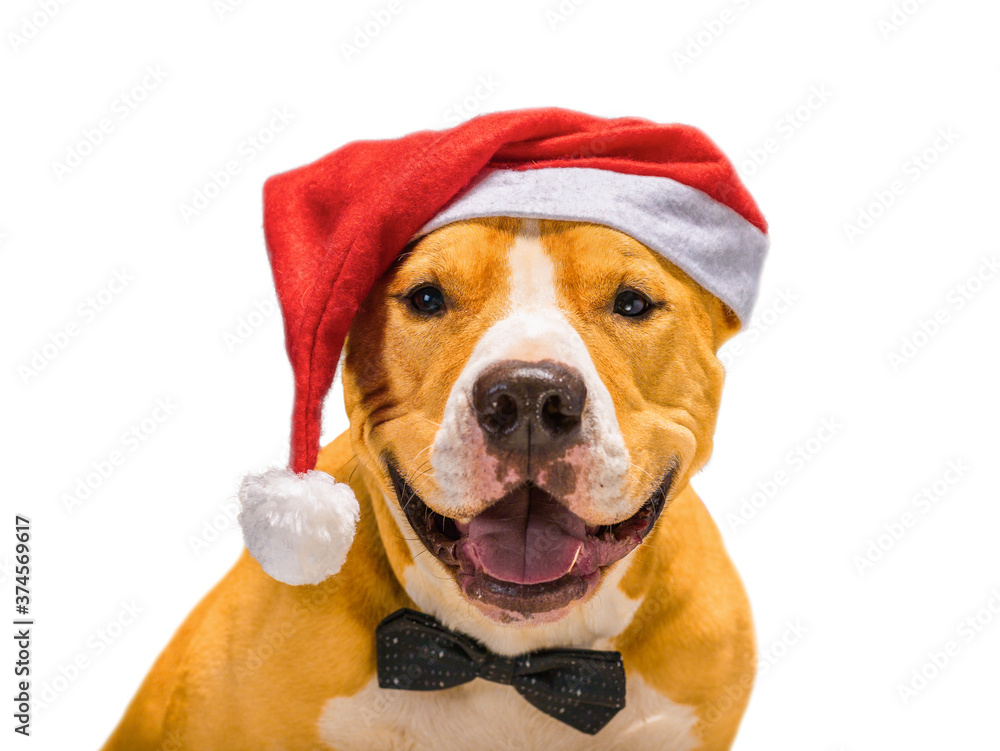 Christmas Staffordshire Terrier in a red Santa Claus hat on a white ...
