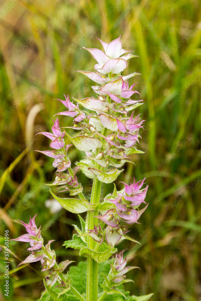 Pink flowers of English Clary Sage, Wort, Painted Muscat Sage, Orval ...