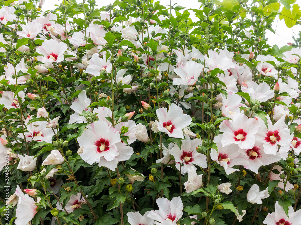 Beautiful large Althea flowering shrub in the sun. These beautiful ...