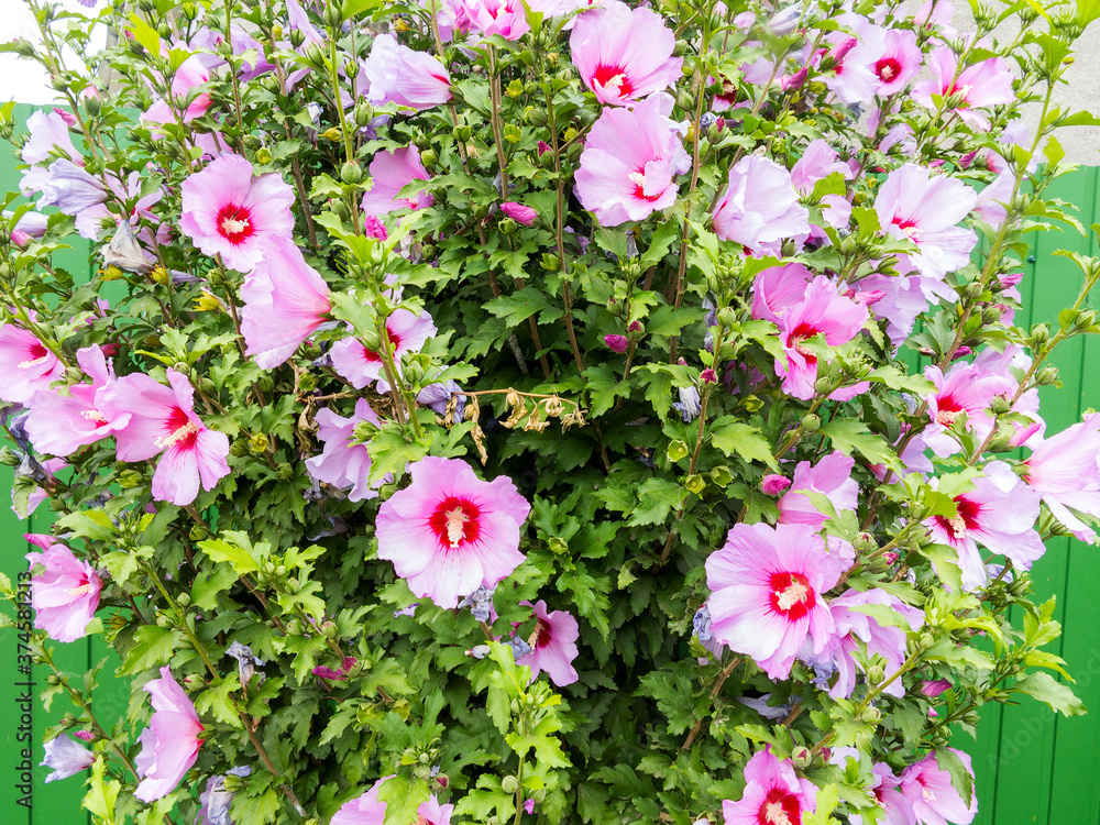 Foto de Beautiful large Althea flowering shrub in the sun. These ...