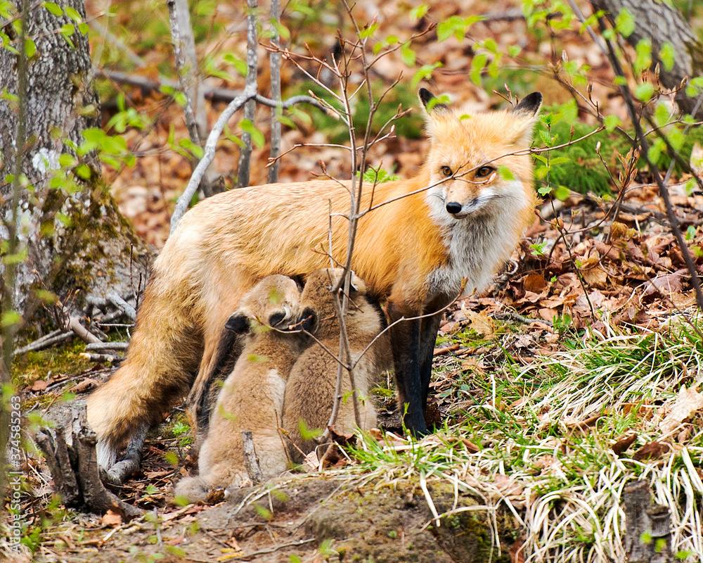 Fox Red Fox Animal Photo. Red Fox mother feeding its kit foxes in the ...