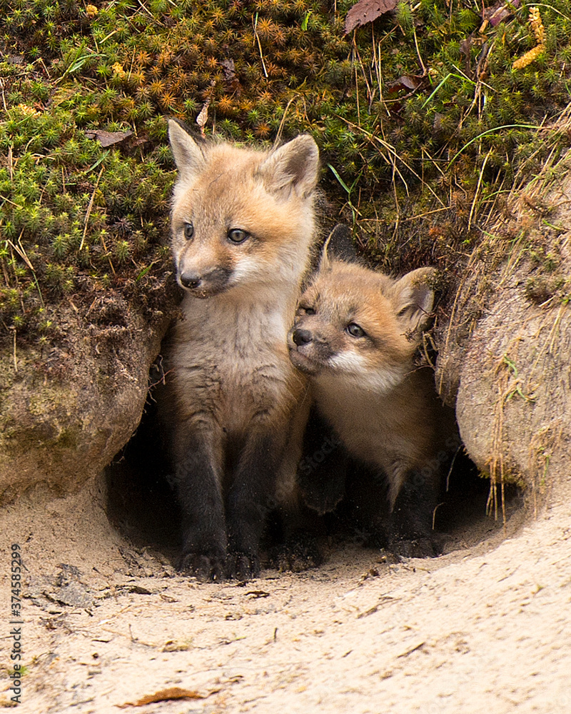 Red Fox Stock Photo. Red Fox baby at the entrance of the den burrow ...