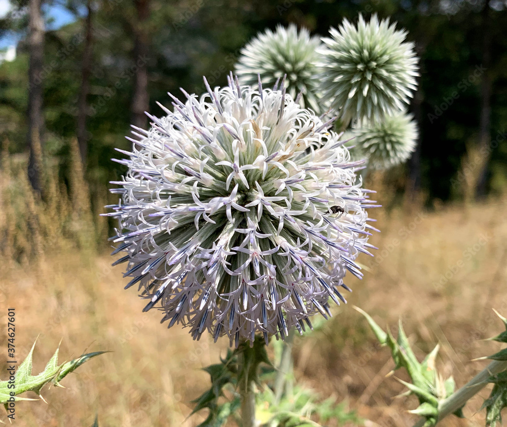 Purple and white flower of Great globe thistle known as Glandular globe ...
