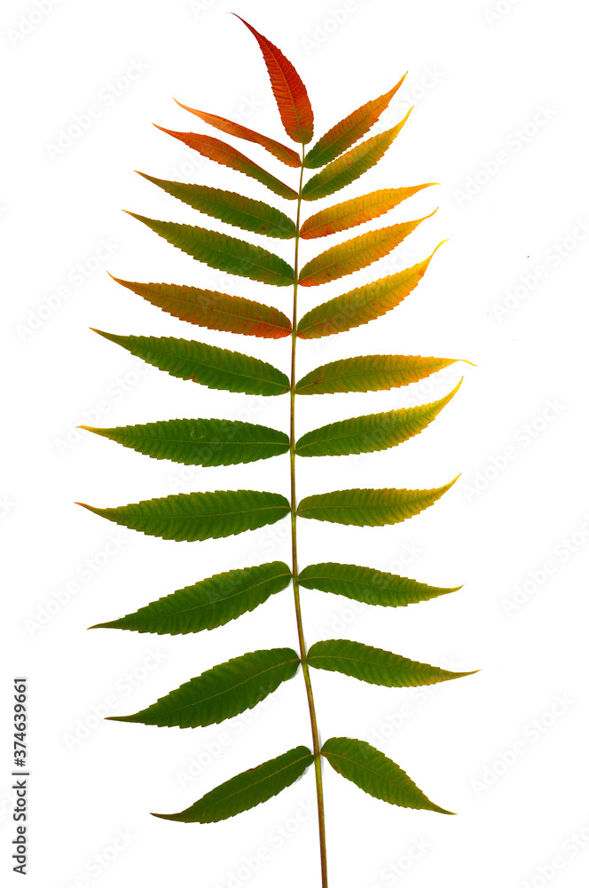 Autumn branch of a decorative sumac tree with colorful leaves. Isolated ...