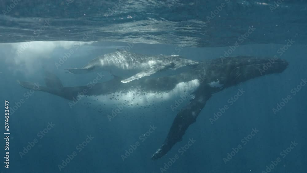 Close-up portrait of whale family swimming under water. A mother and a ...