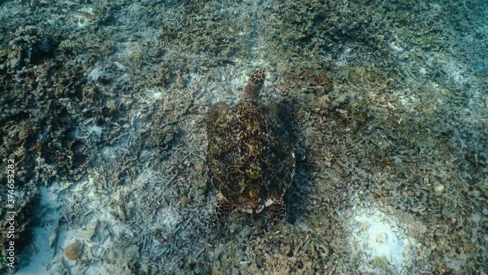 Sea turtle swimming at bottom of sea on coral reefs. Green tropical ...