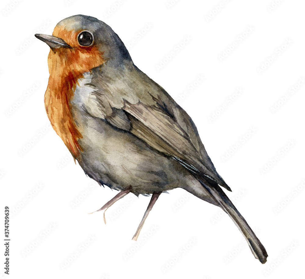 Watercolor robin redbreast. Hand painted bird isolated on white ...