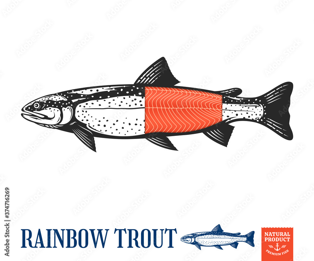 Vector rainbow trout fish illustration for label or packaging design ...