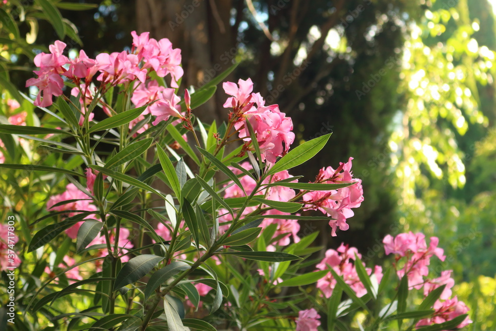 flowering oleander (nerium oleander) Stock Photo | Adobe Stock