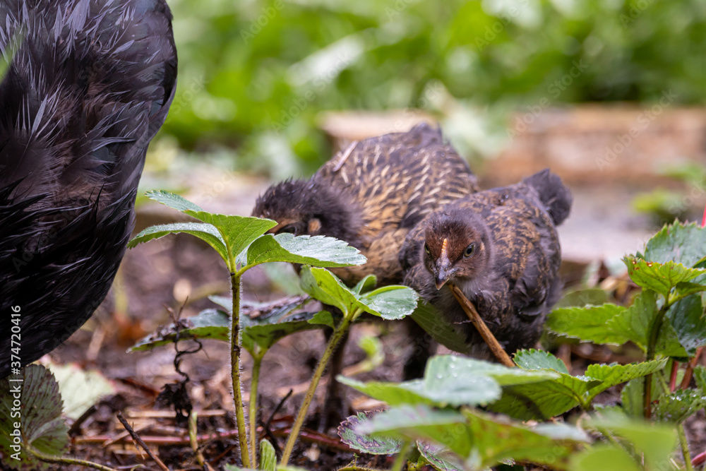 Haushuhn und ihre Küken Stock Photo | Adobe Stock