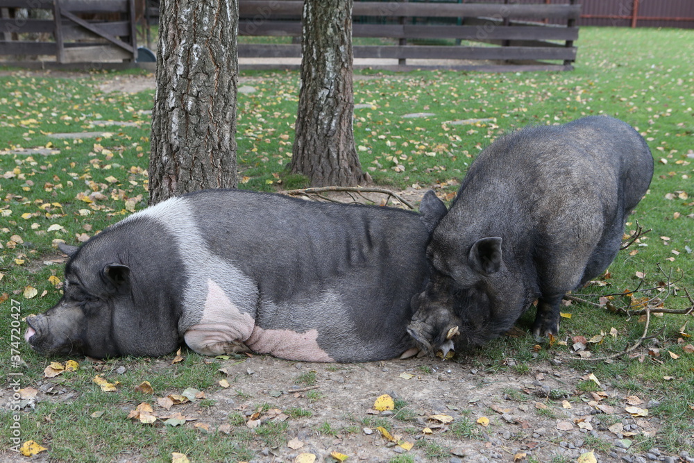Vietnamese Pot-bellied - traditional Vietnamese breed of small domestic ...