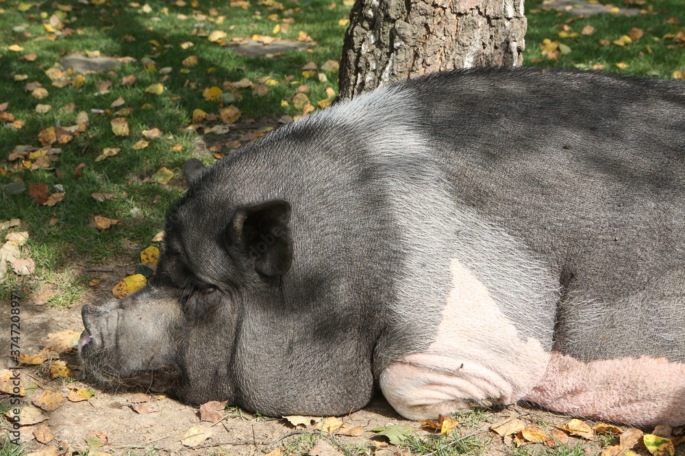 Vietnamese Pot-bellied - traditional Vietnamese breed of small domestic ...